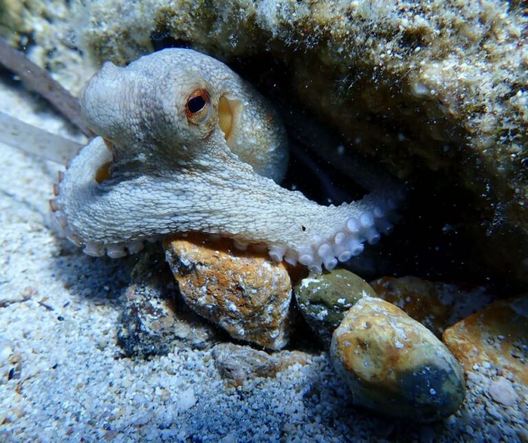 10+1 Most Common Marine Life Encounters in the Greek Seas - Divehop