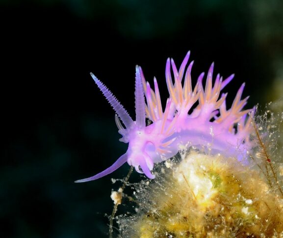 10+1 Most Common Marine Life Encounters in the Greek Seas - Divehop