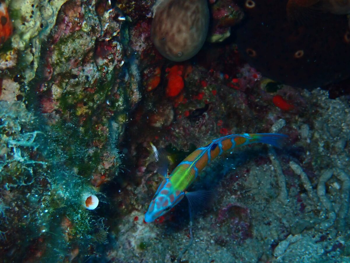 10+1 Most Common Marine Life Encounters in the Greek Seas - Divehop