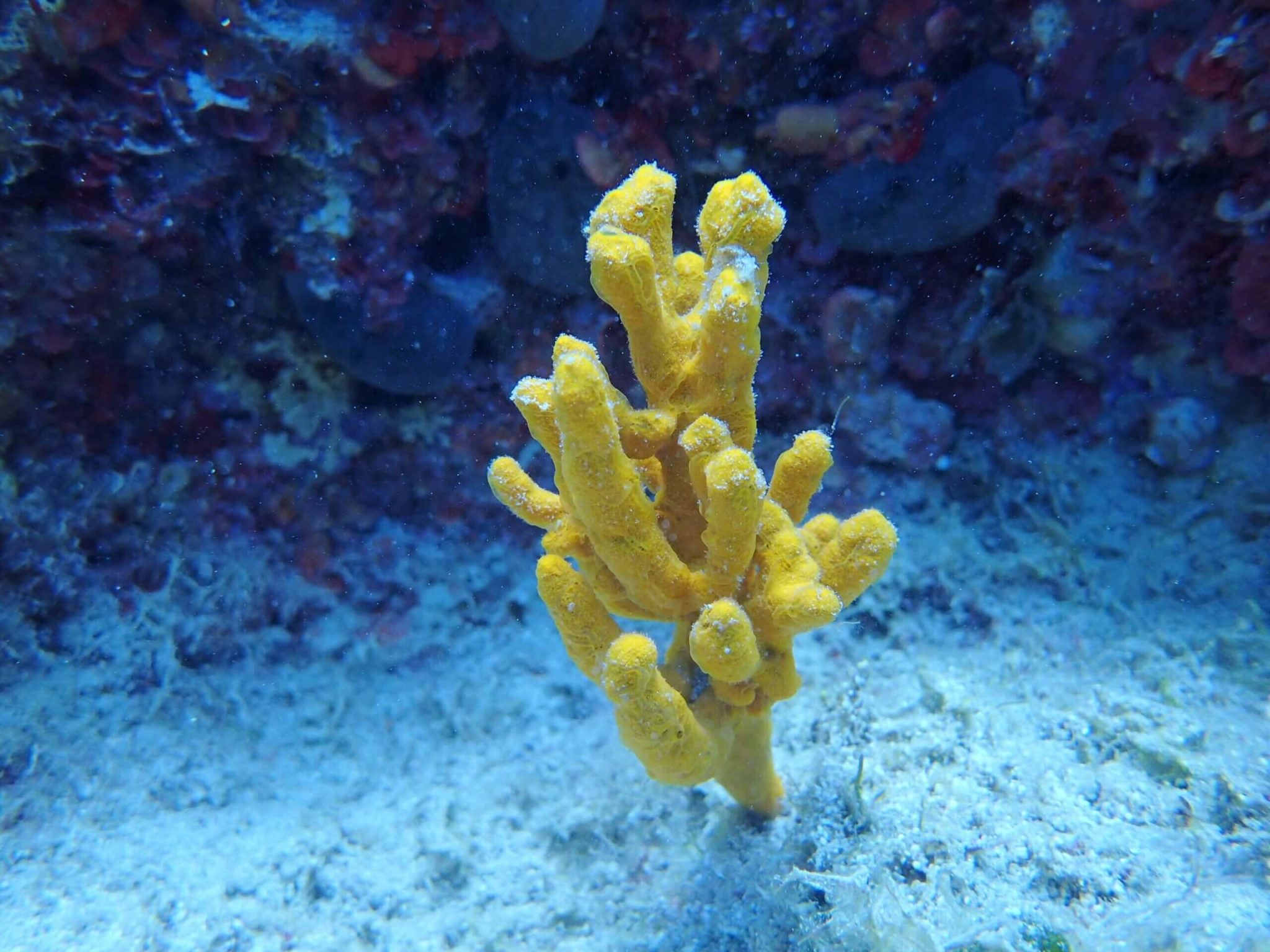 10+1 Most Common Marine Life Encounters in the Greek Seas - Divehop